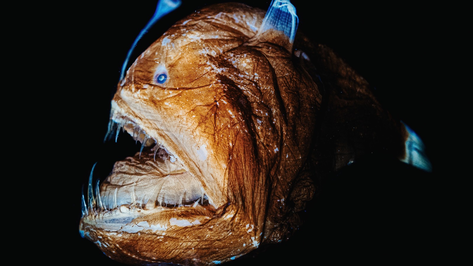 13 Different Species Of Fish With Terrifyingly Sharp Teeth