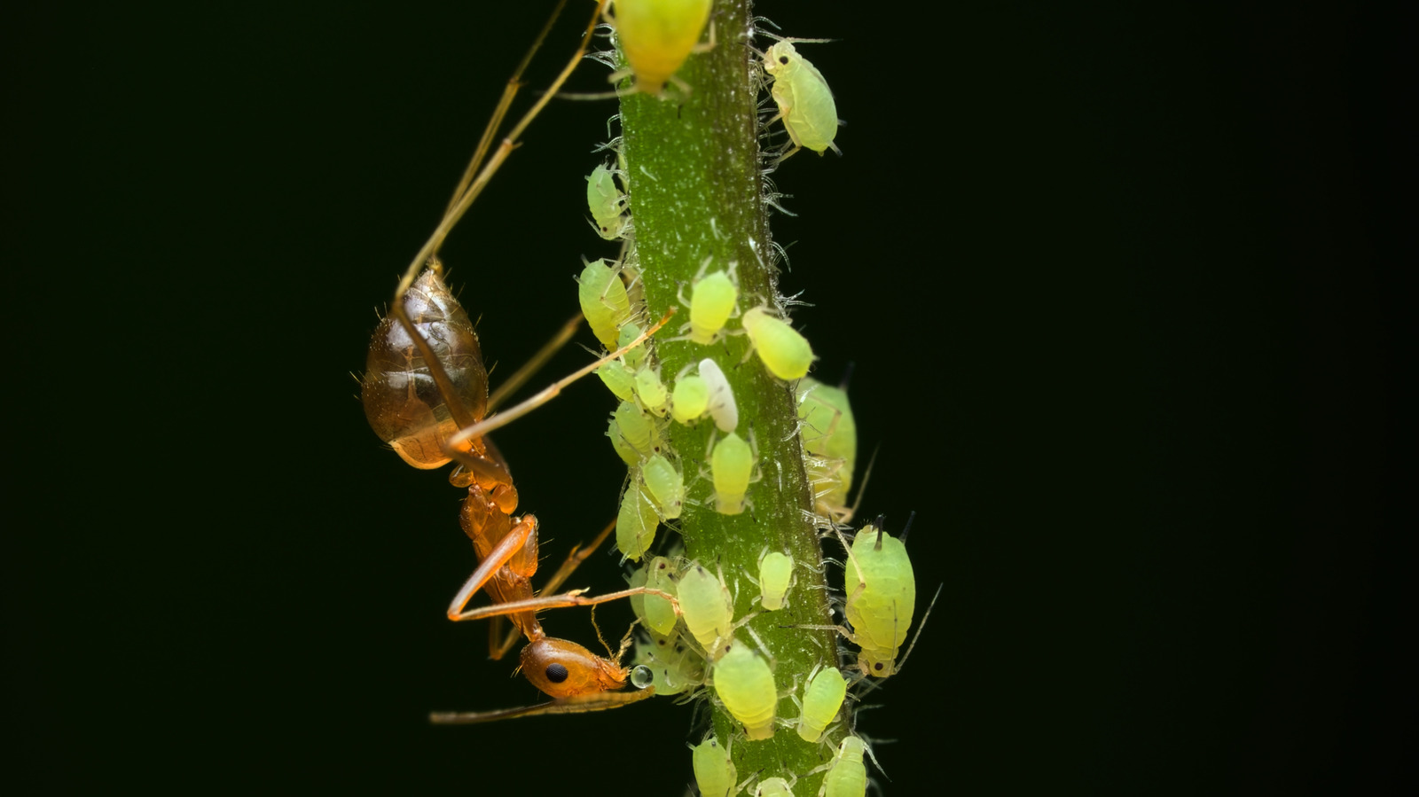 4 Insects That Have A Symbiotic Relationship With Ants