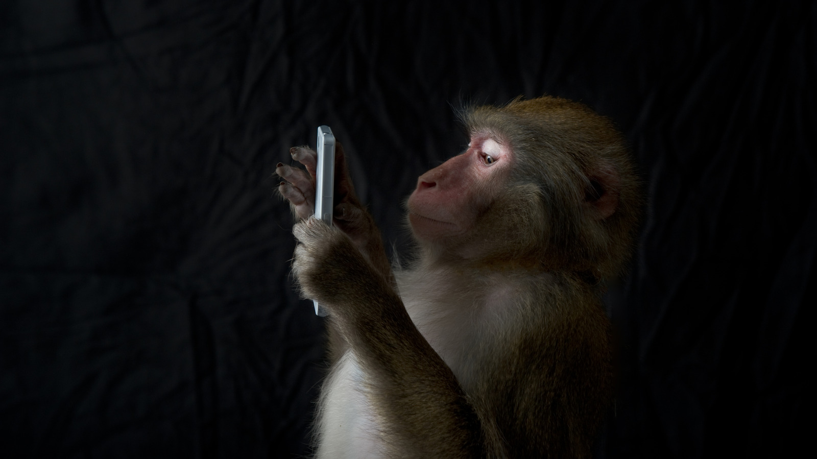Times Humans Changed The Evolution Of Animals