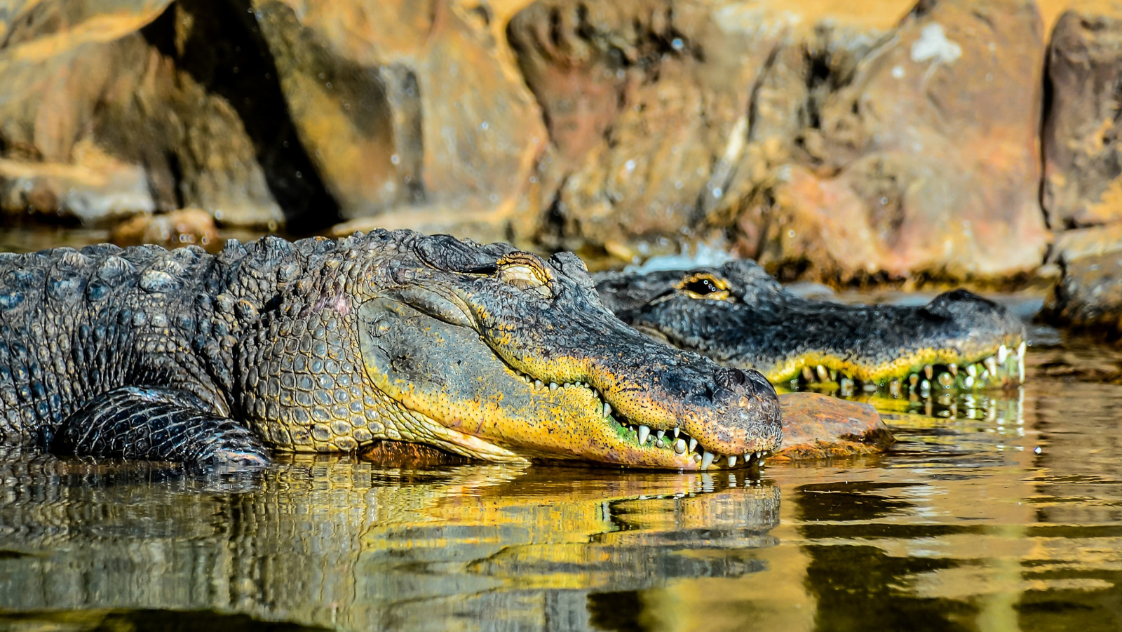6 Best Places To See Alligators In Texas On Your Vacation