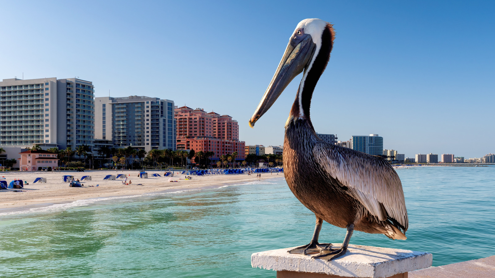 7 Endangered Species You'll Only Find In Florida