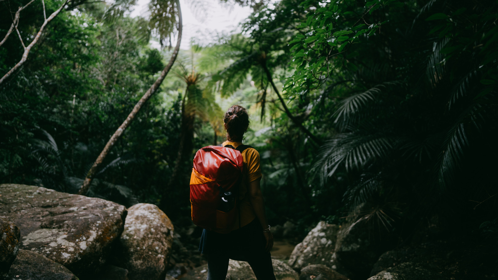 Alarming Climate Data Found While Studying Tropical Forests