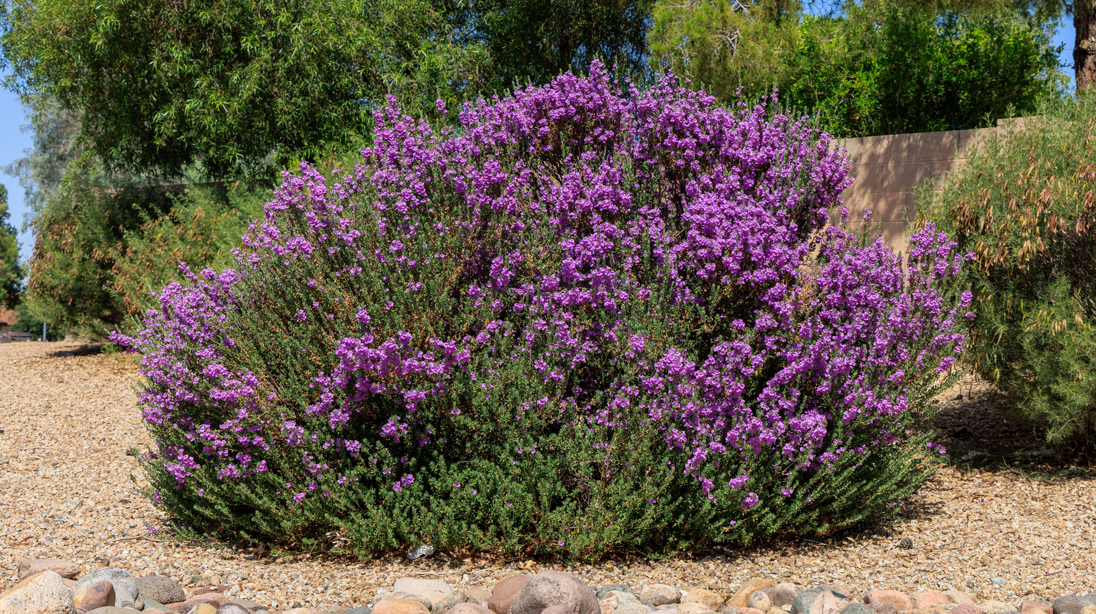 Drought-Resistant Flowers That Can Survive The Driest Conditions