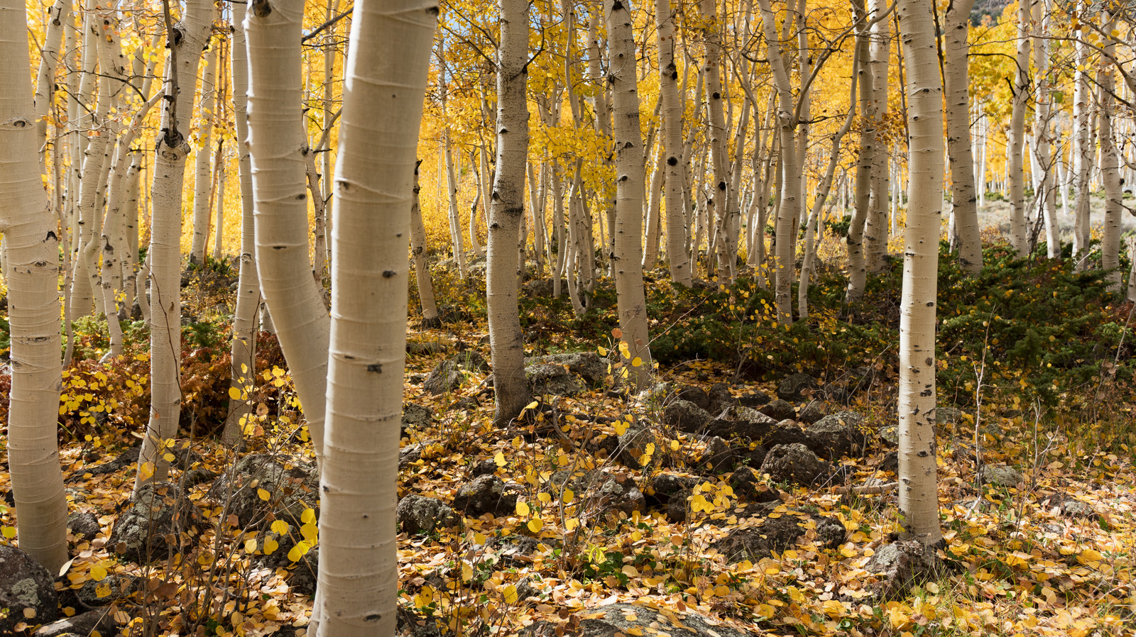 Earth's Oldest Living Organism Is A Clonal Colony Of Aspen Trees