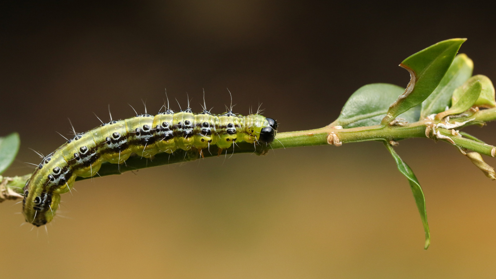 Facts About The Stick Caterpillar