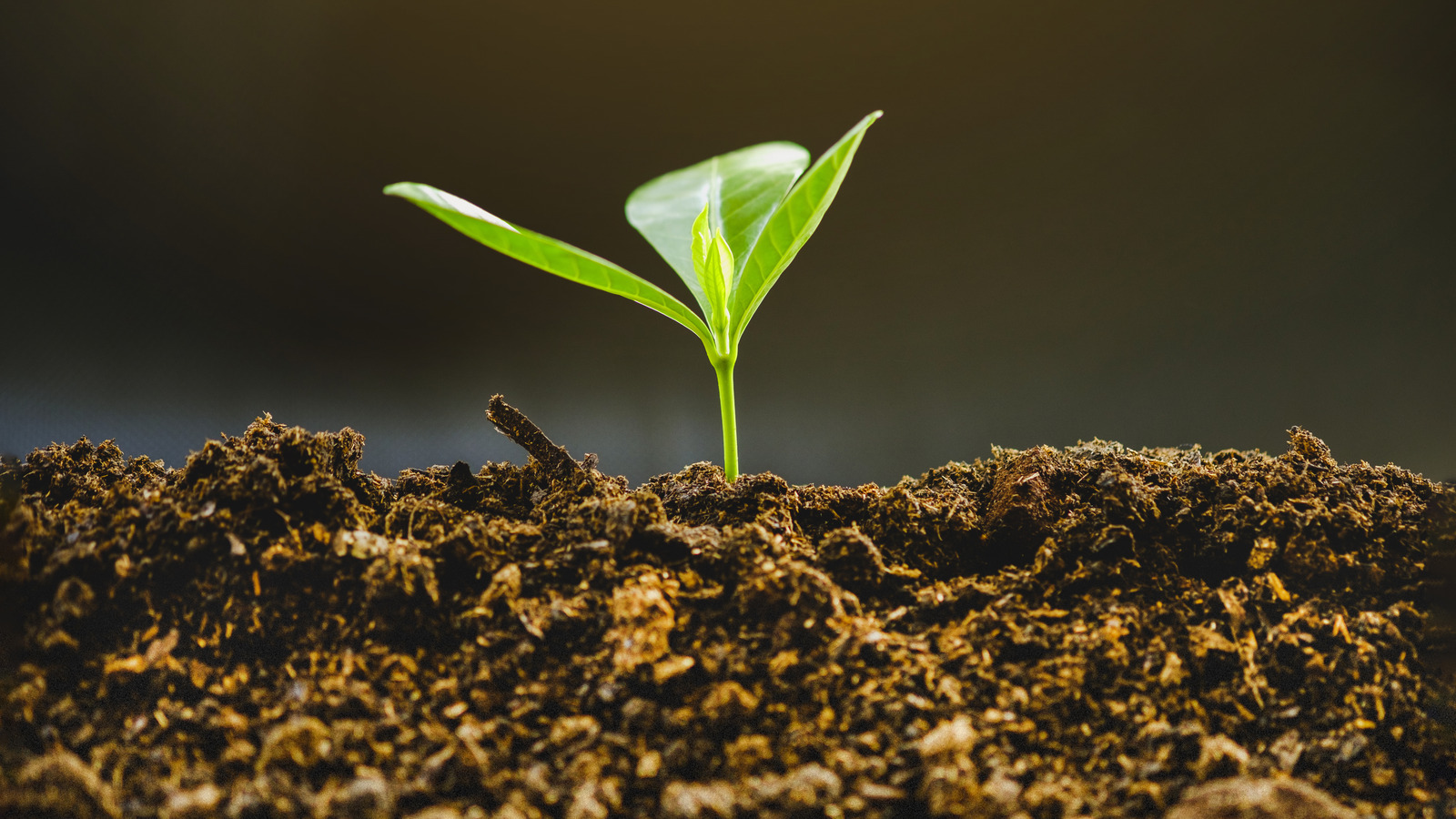 Here's What Soil Is Made Of And How It's Formed