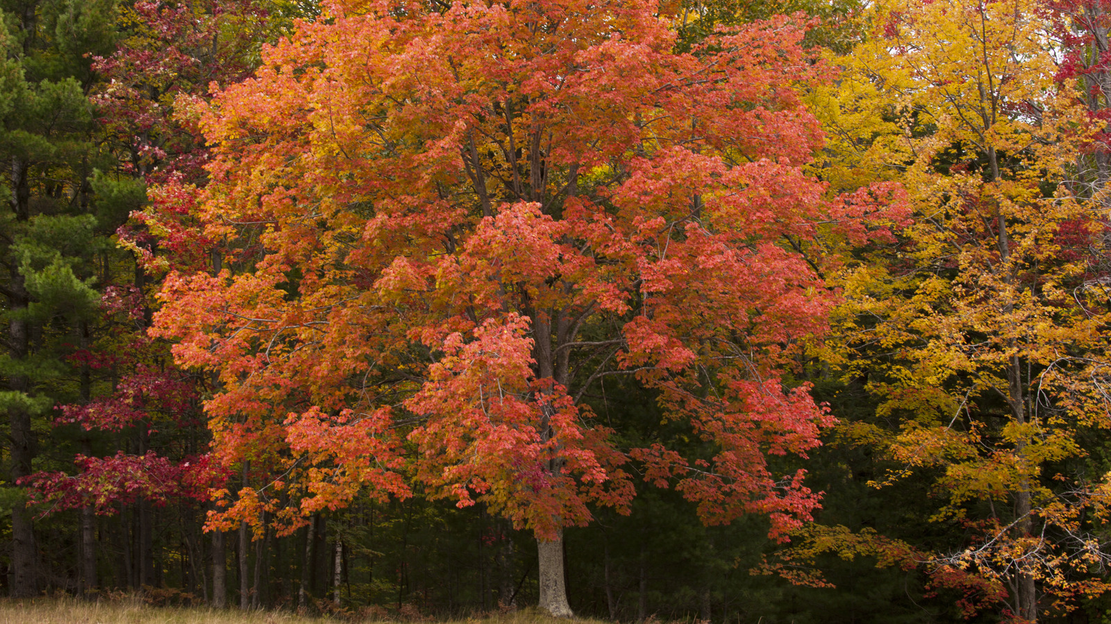 How Do Maple Trees Reproduce?
