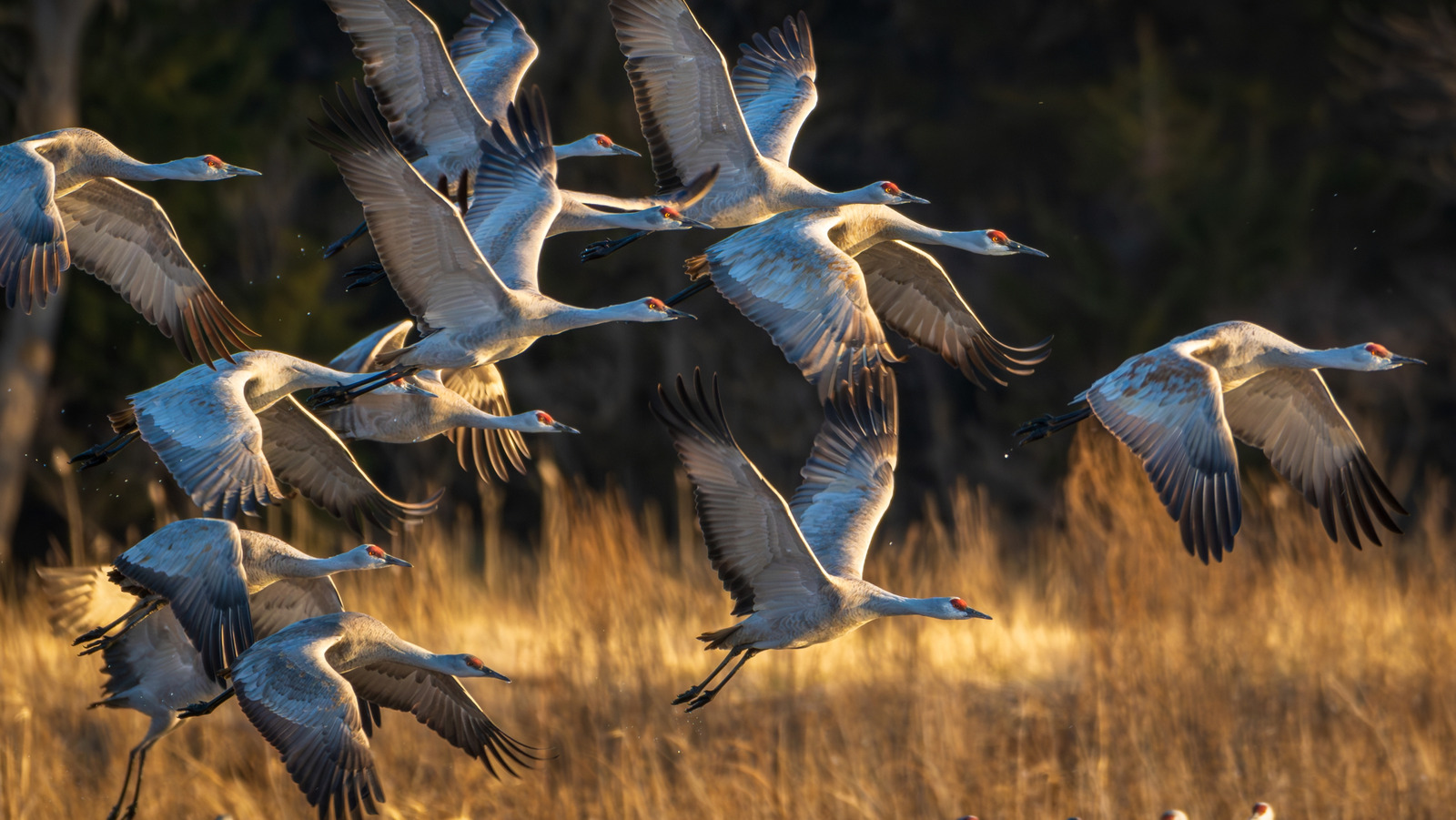 How Do Migrating Birds Know Where To Go?