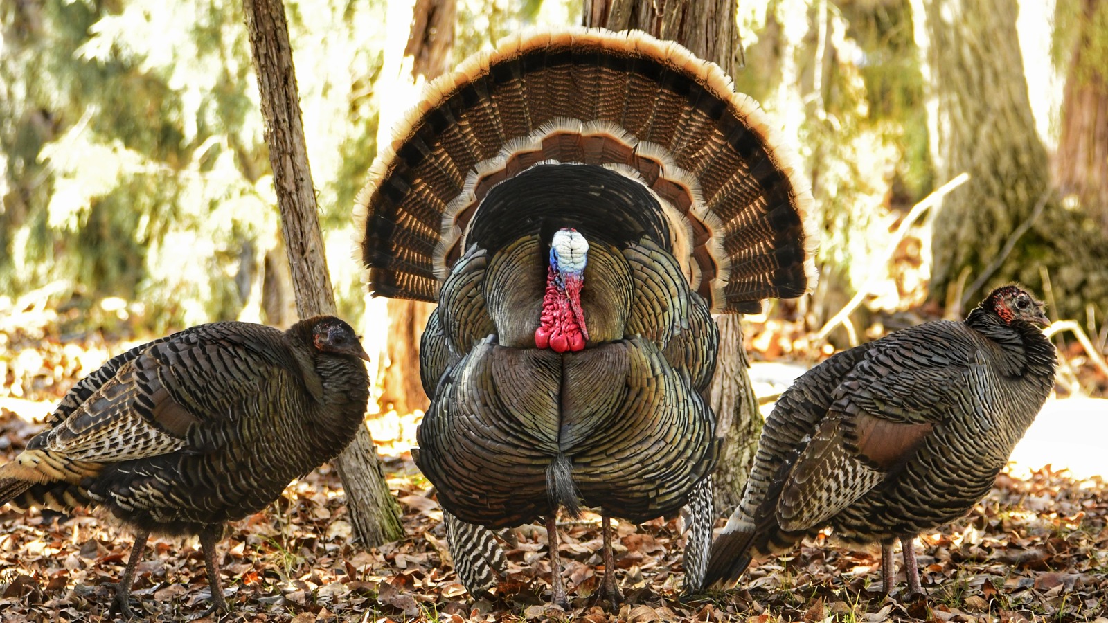 How Does A Turkey Reproduce?
