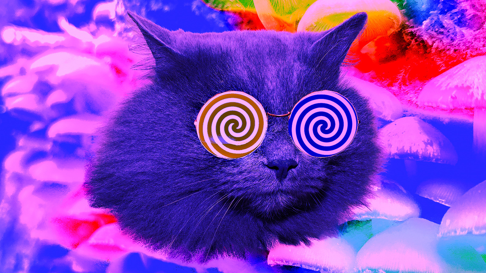 Does Catnip Make Your Cat Hallucinate?
