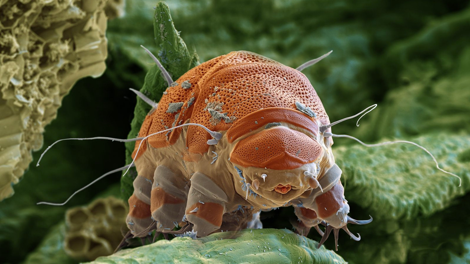 The Tardigrade: Nature's Most Indestructible Organism