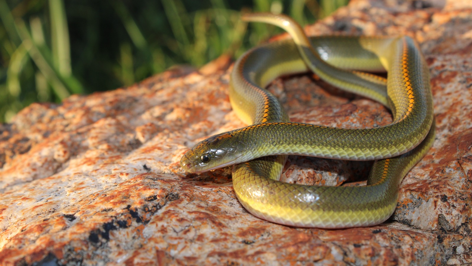 New Snake Species Discovered Hiding In Plain Sight For Decades