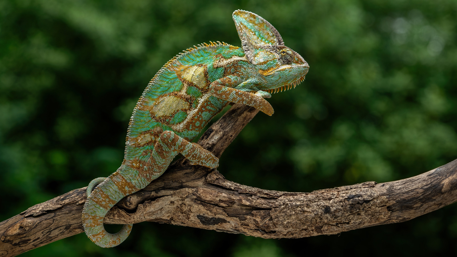 The Adaptations Of Chameleons
