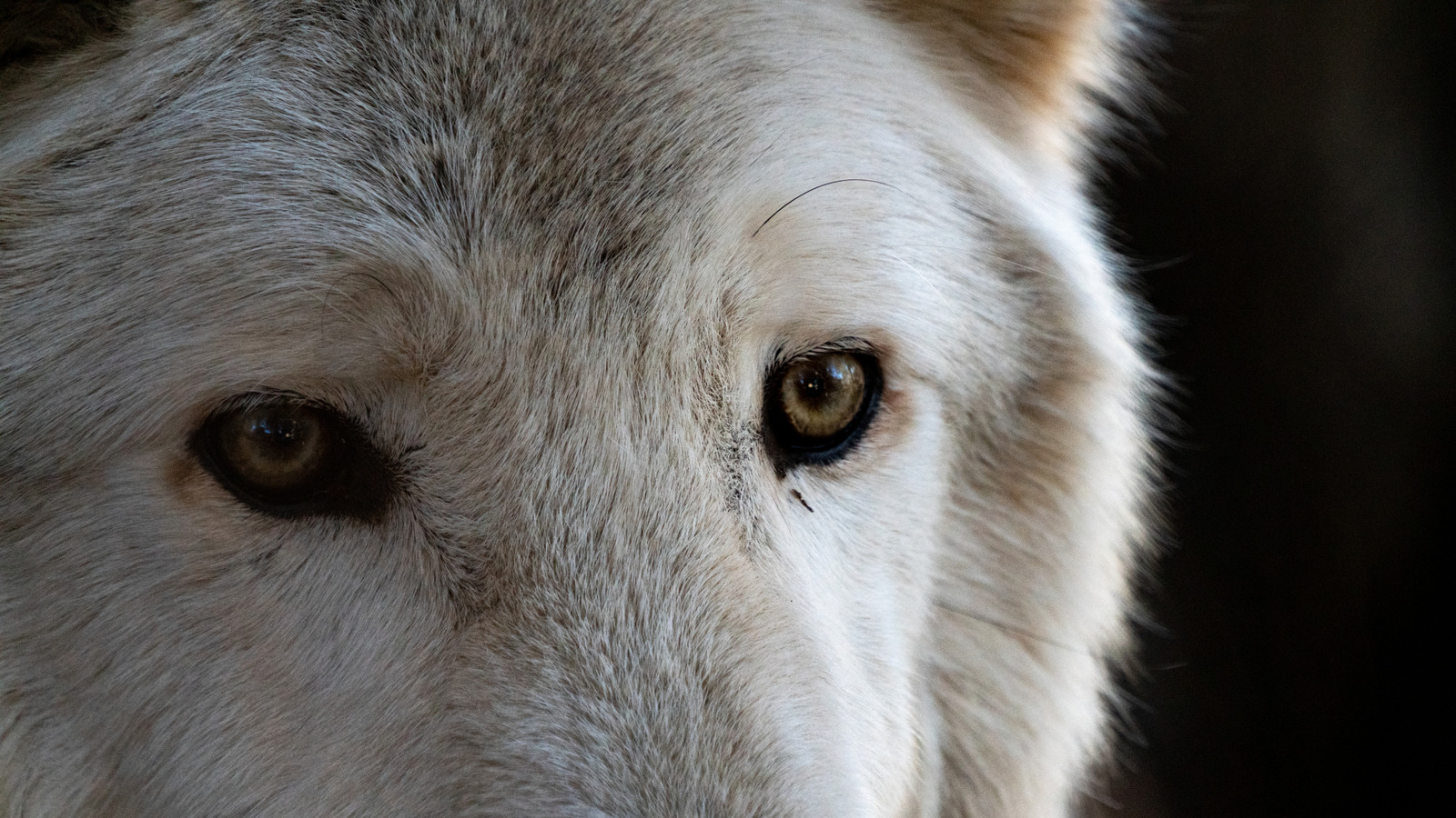 Why Did Dire Wolves Go Extinct? Science Has X Main Theories