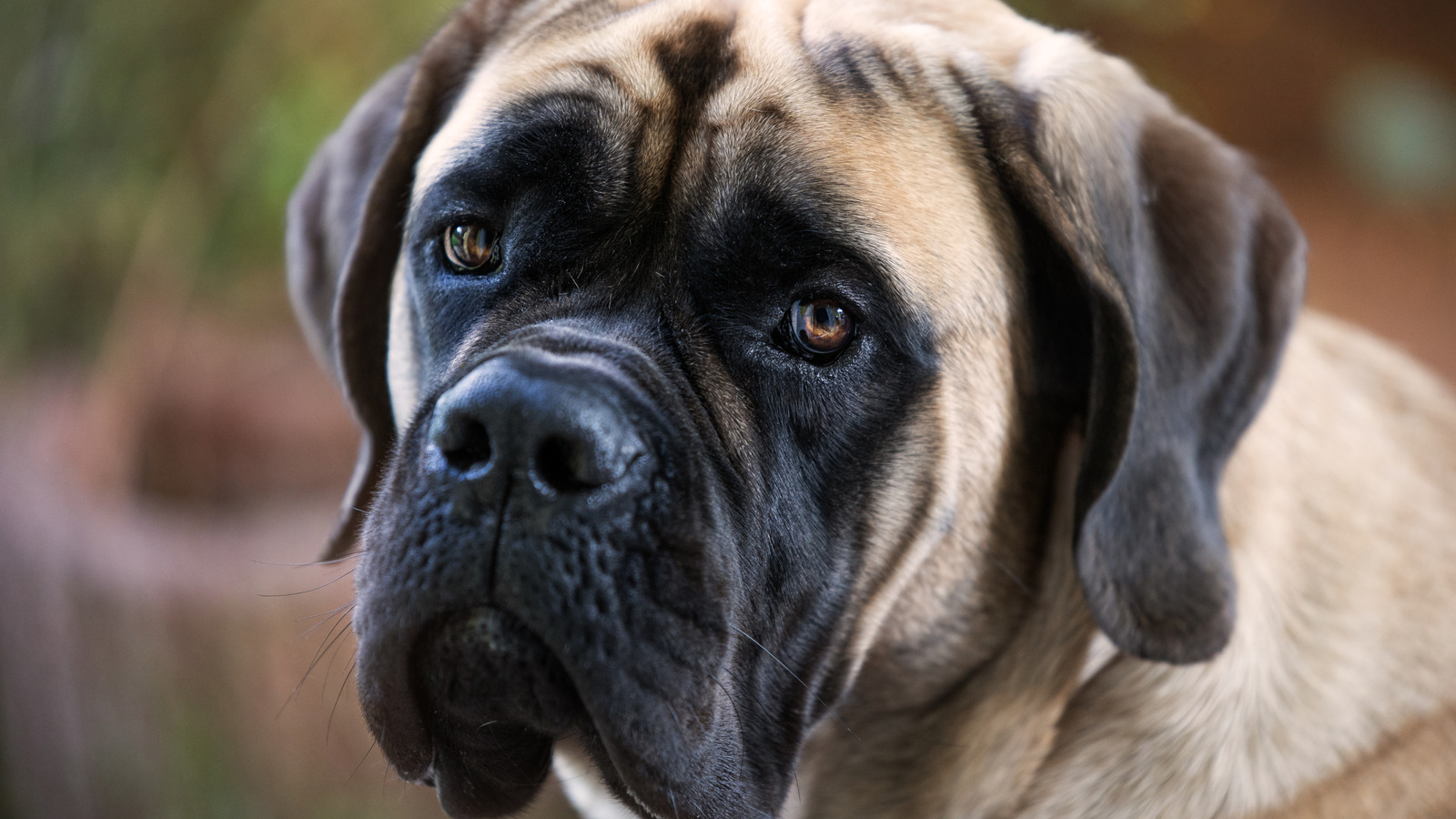 The Biggest Dog Ever Recorded Weighs More Than You