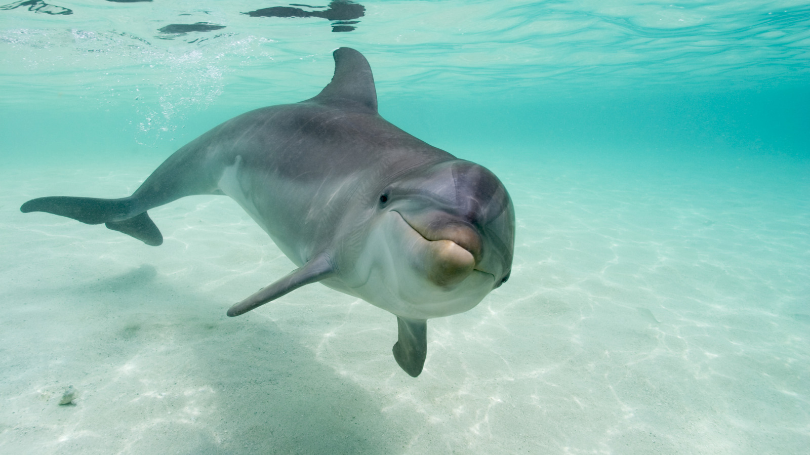 How Dolphins Use Pufferfish To Get High