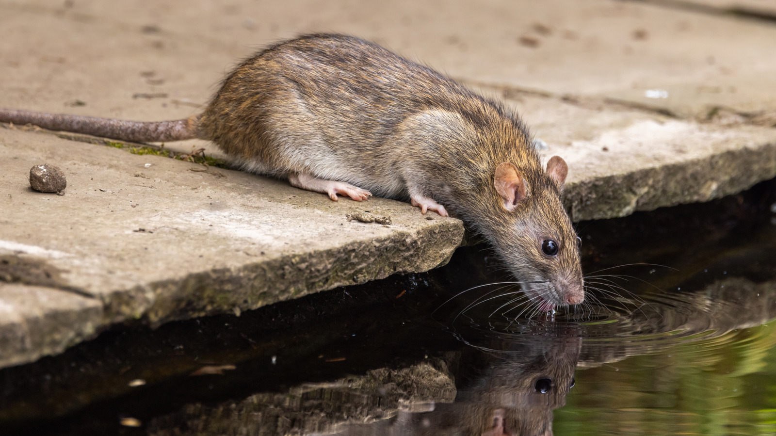 The City With The Highest Rat Population Surprisingly Isn't New York