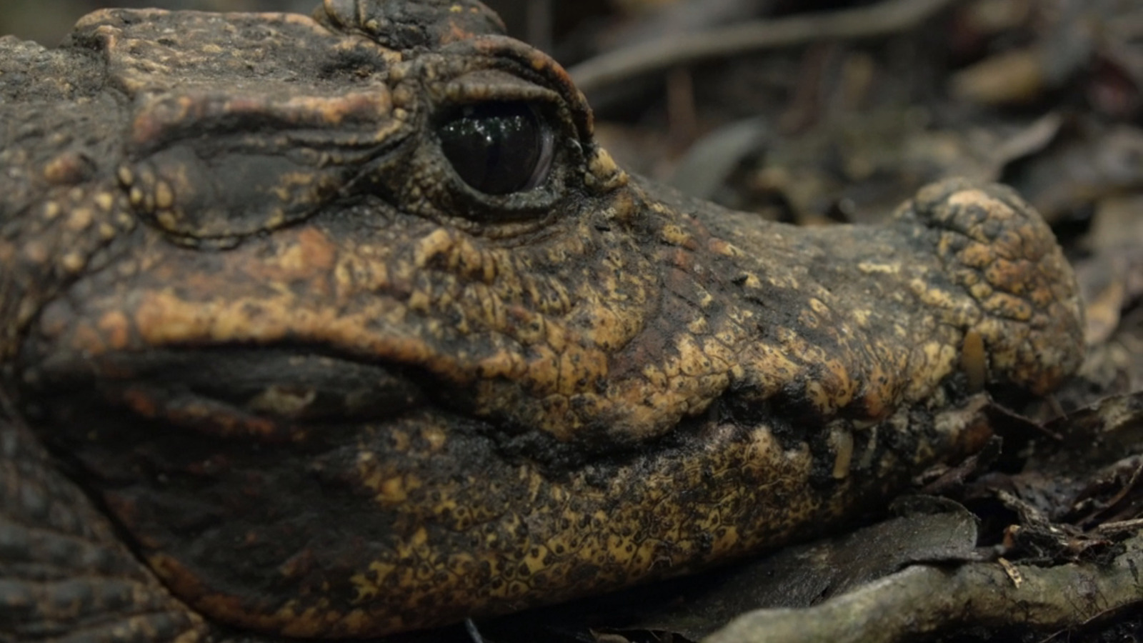 You've Probably Never Seen These Rare Orange Crocodiles