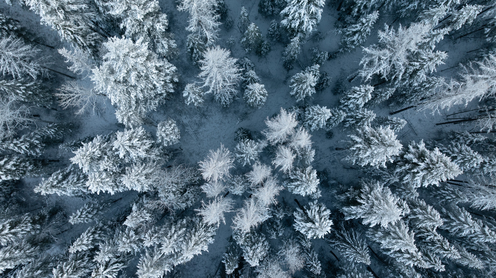 The 'Exploding Tree' Phenomenon Explained By Science