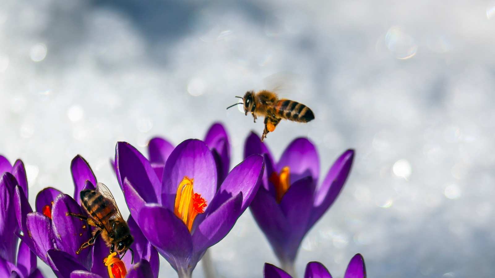 The Fascinating Way Bees Survive Winter