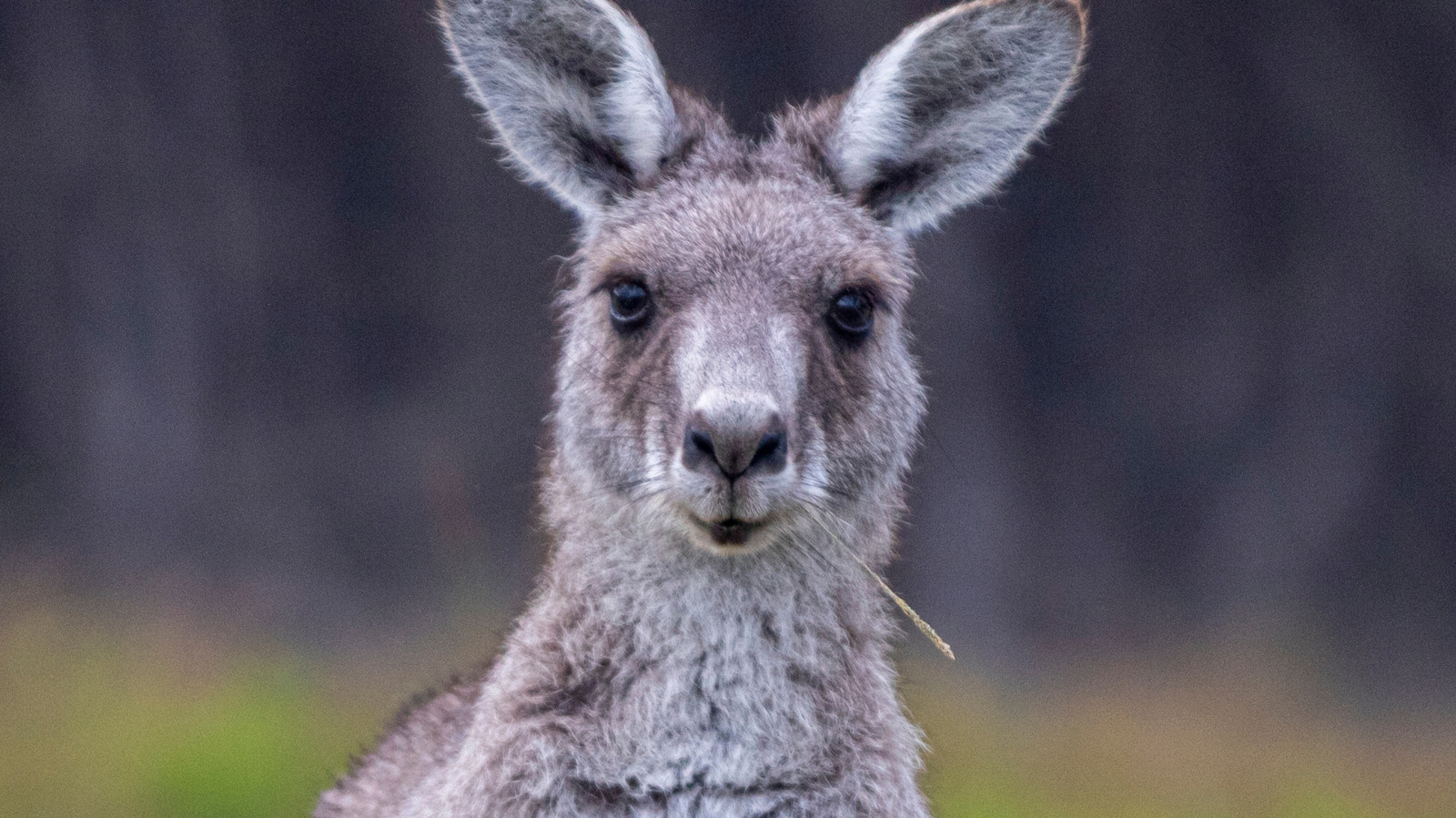 The Giant Kangaroo's Extinction Is More Depressing Than We Thought