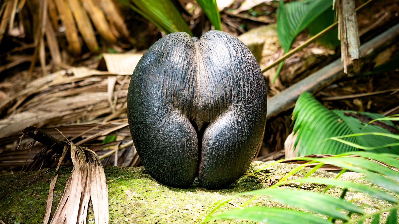 The Largest Seed In The World Looks Just Like A Human Butt