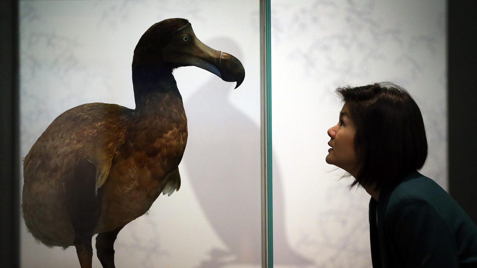 What Really Caused Dodos To Go Extinct
