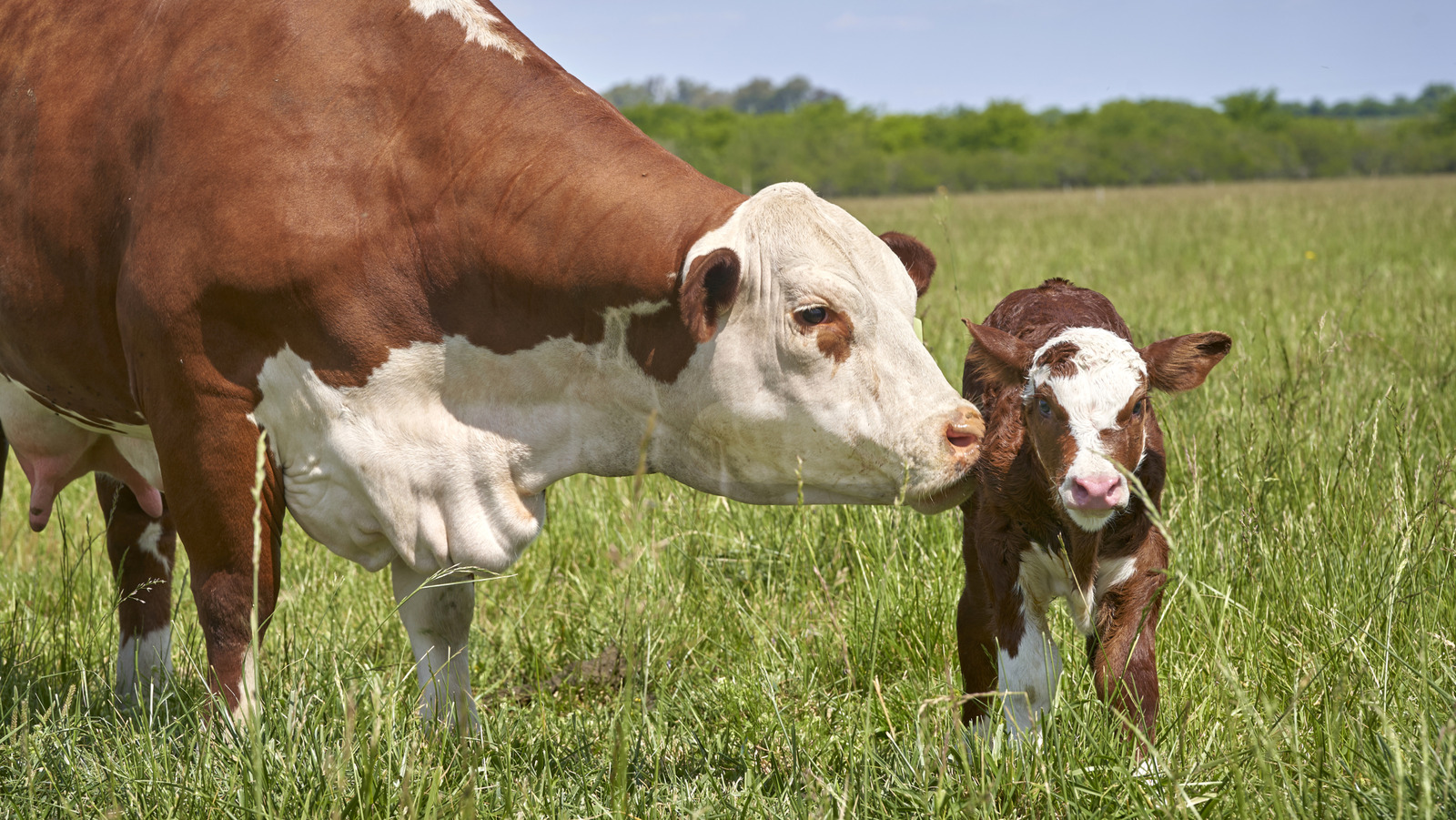 The Science Behind 'Pessimist Cows' Is Truly Heartbreaking