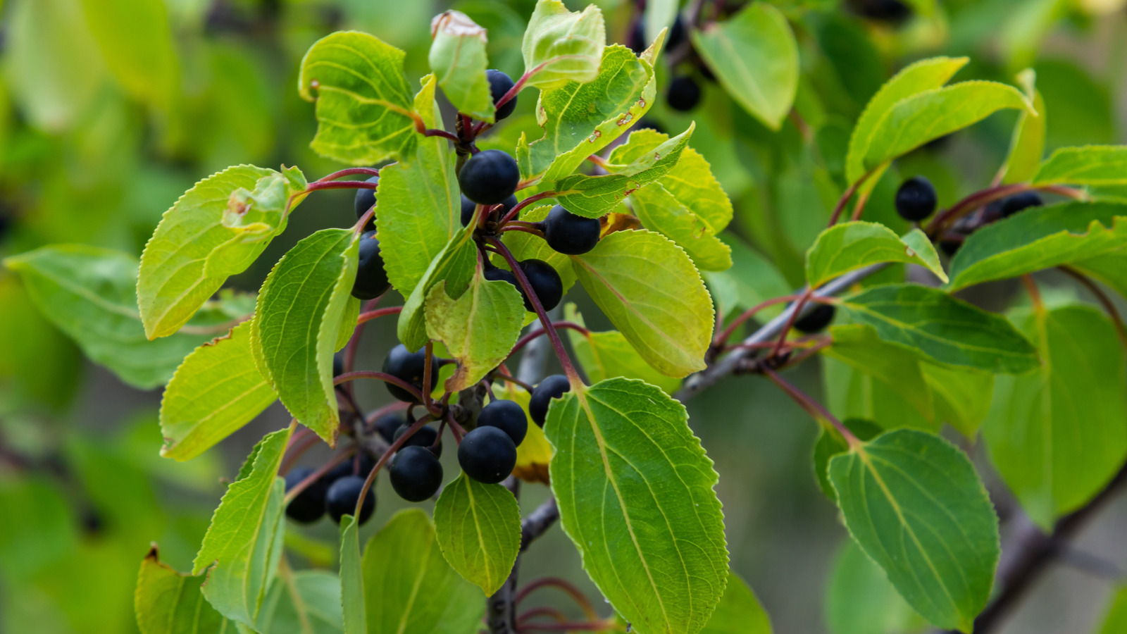 The Secret To Fighting Invasive Buckthorn Is Native Minnesota Plants