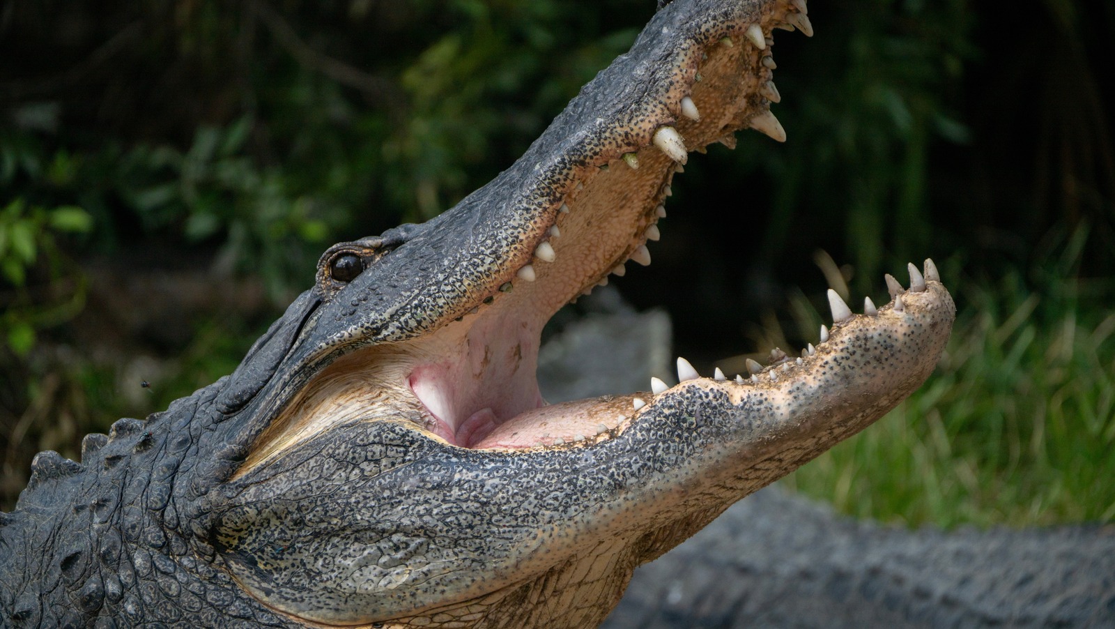 The State With The Most Animal Attacks Actually Isn't Florida