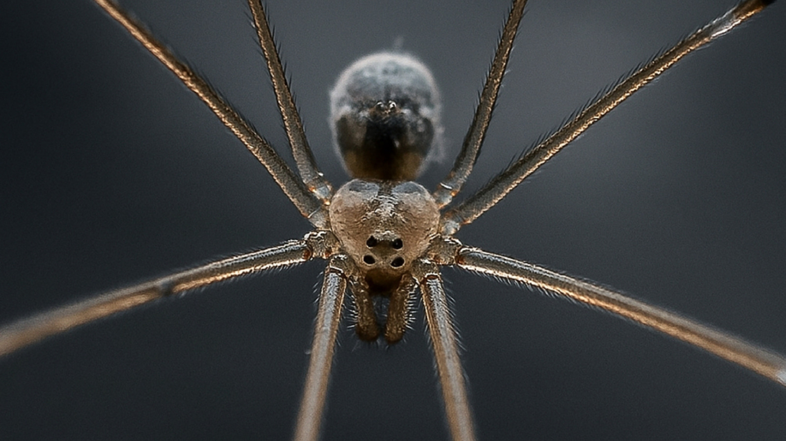 The Unexpected Reason Daddy Long Leg 'Spiders' Only Walk On Three Pairs ...