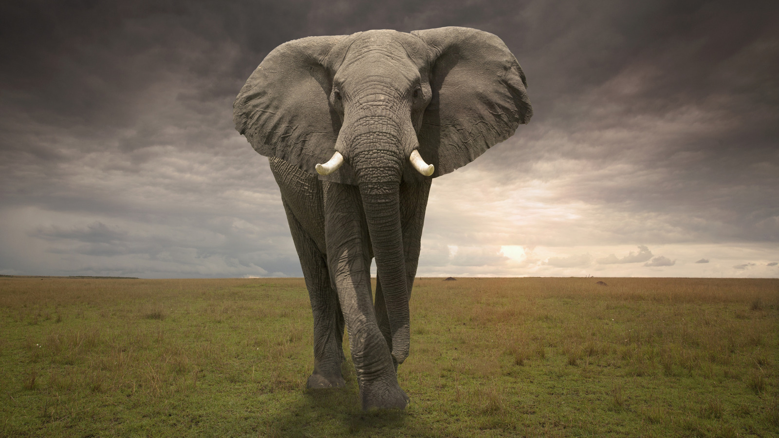 Theories Why These 7 Prehistoric Elephants Went Extinct