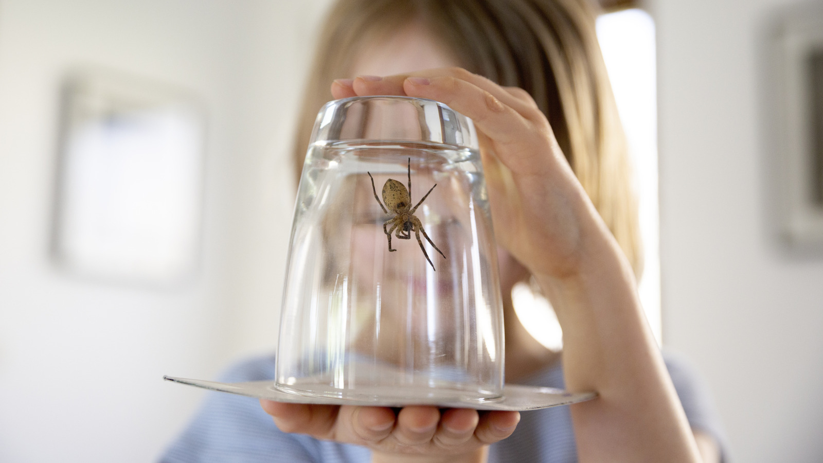 There's A Good Reason Why You Shouldn't Kill The Spiders In Your House