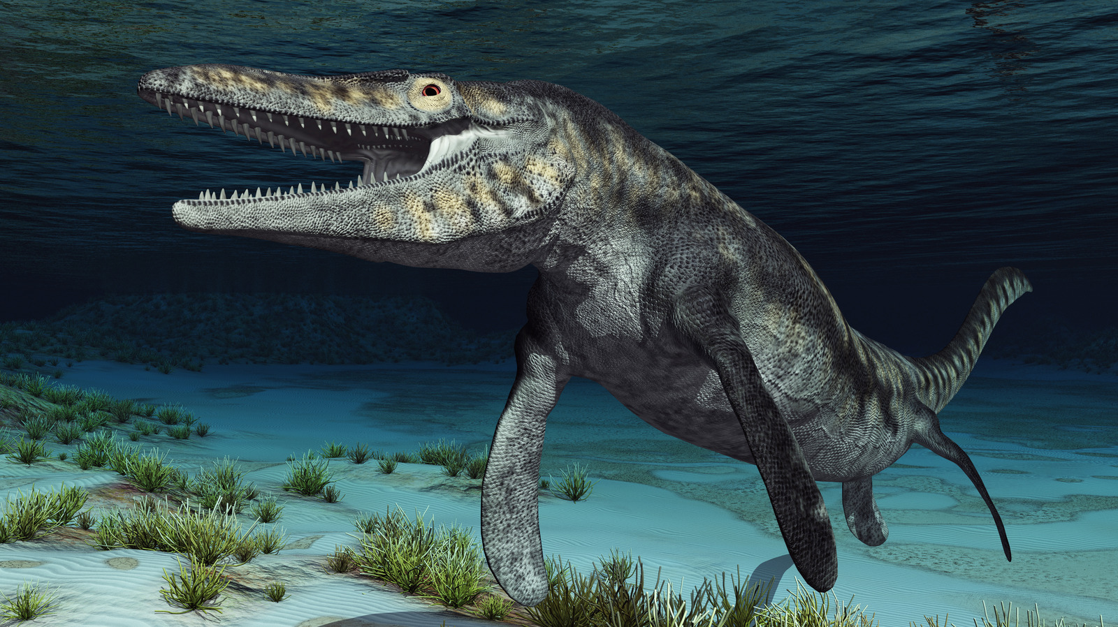 Cretaceous Sea Animals