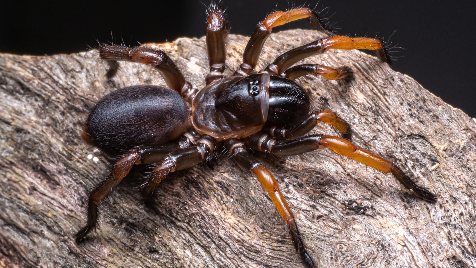 This Fossilized Spider From Australia Is Pure Nightmare Fuel