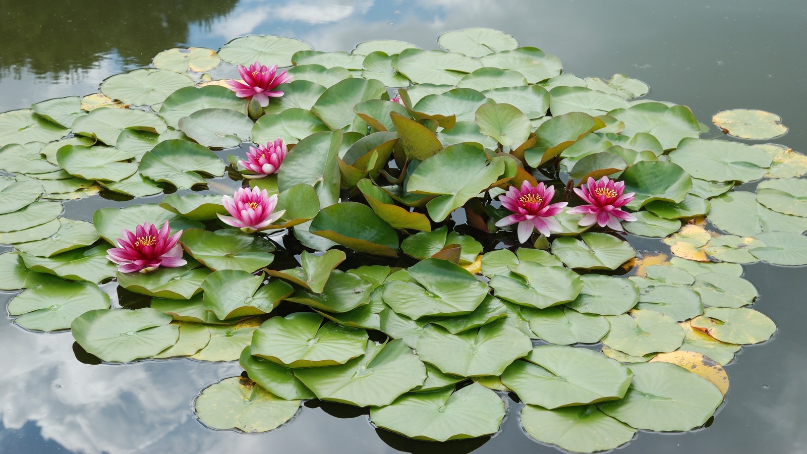 Types Of Fresh Water Plants Awesome Aquatic Plants Facts For Kids