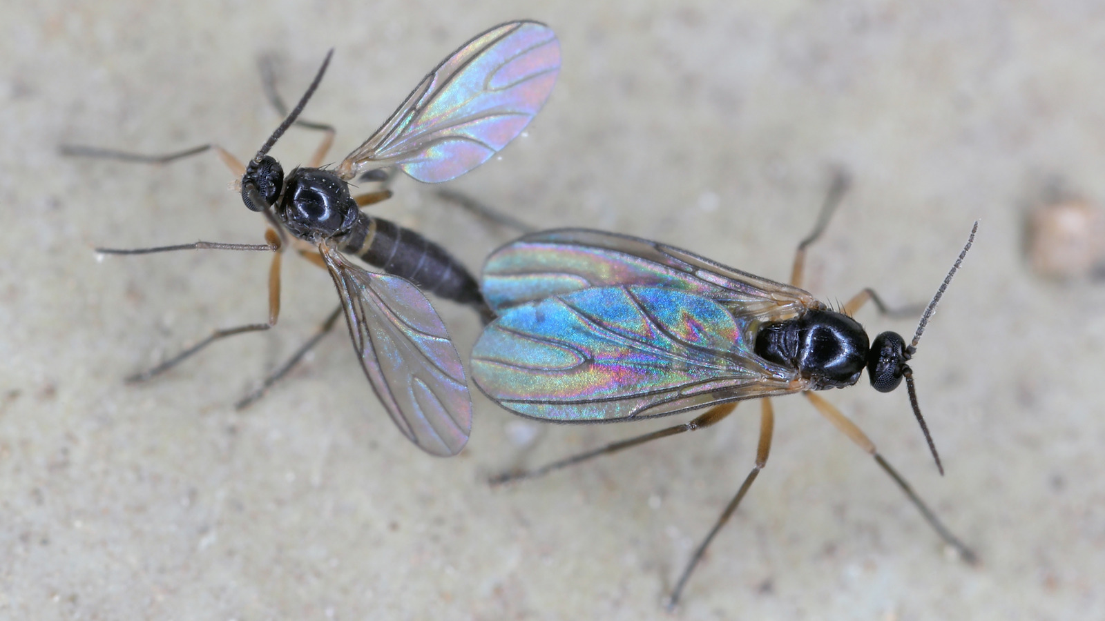 Here's How To Get Rid Of Fungus Gnats In Your Houseplants