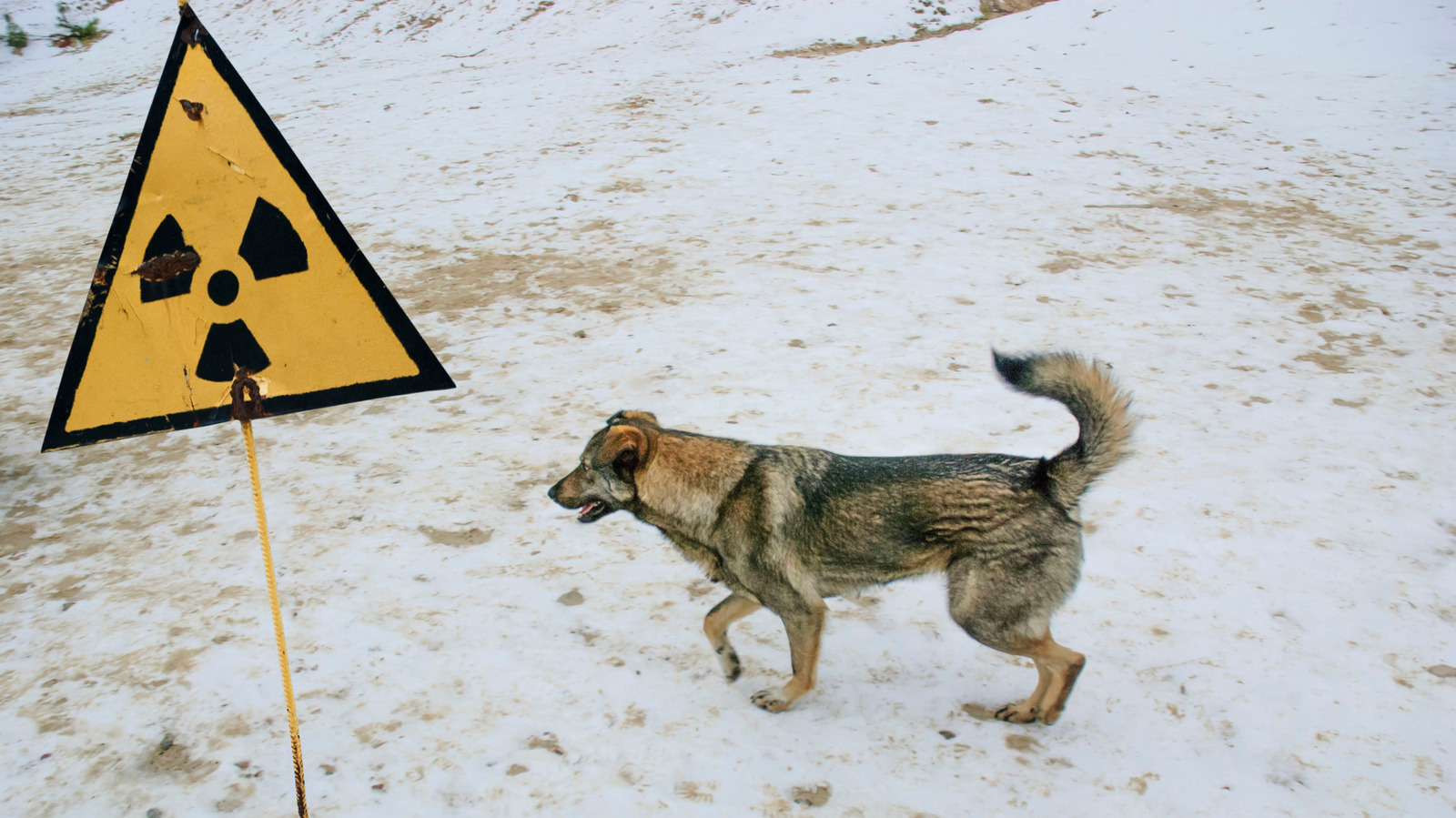 What We Know About The Animals Evolving At Chernobyl
