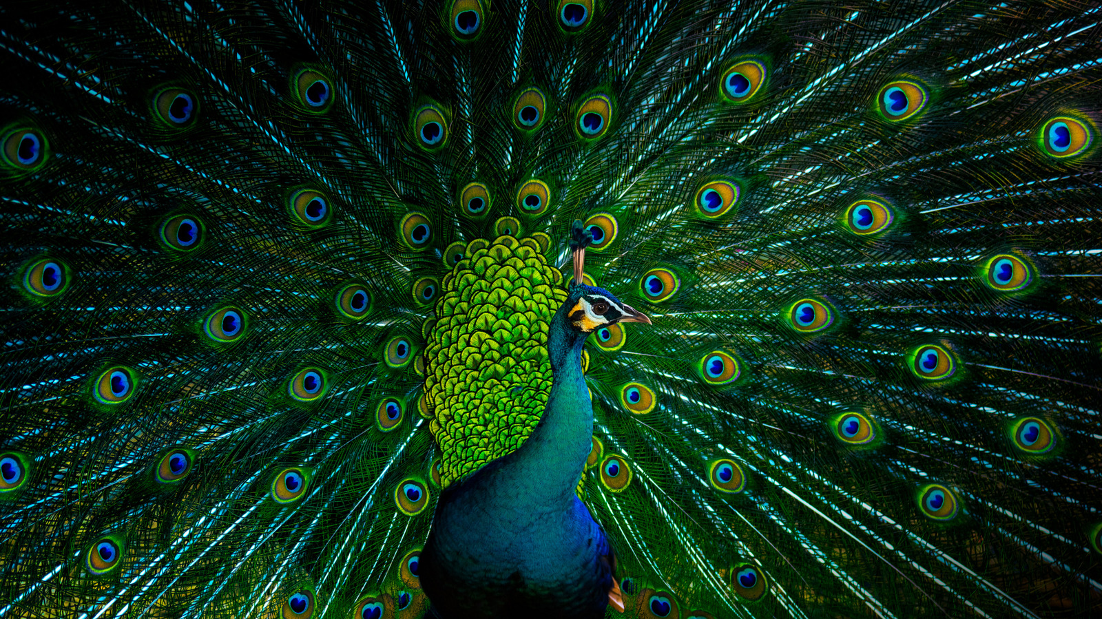 Why Are Many Male Birds More Colorful Than Females?