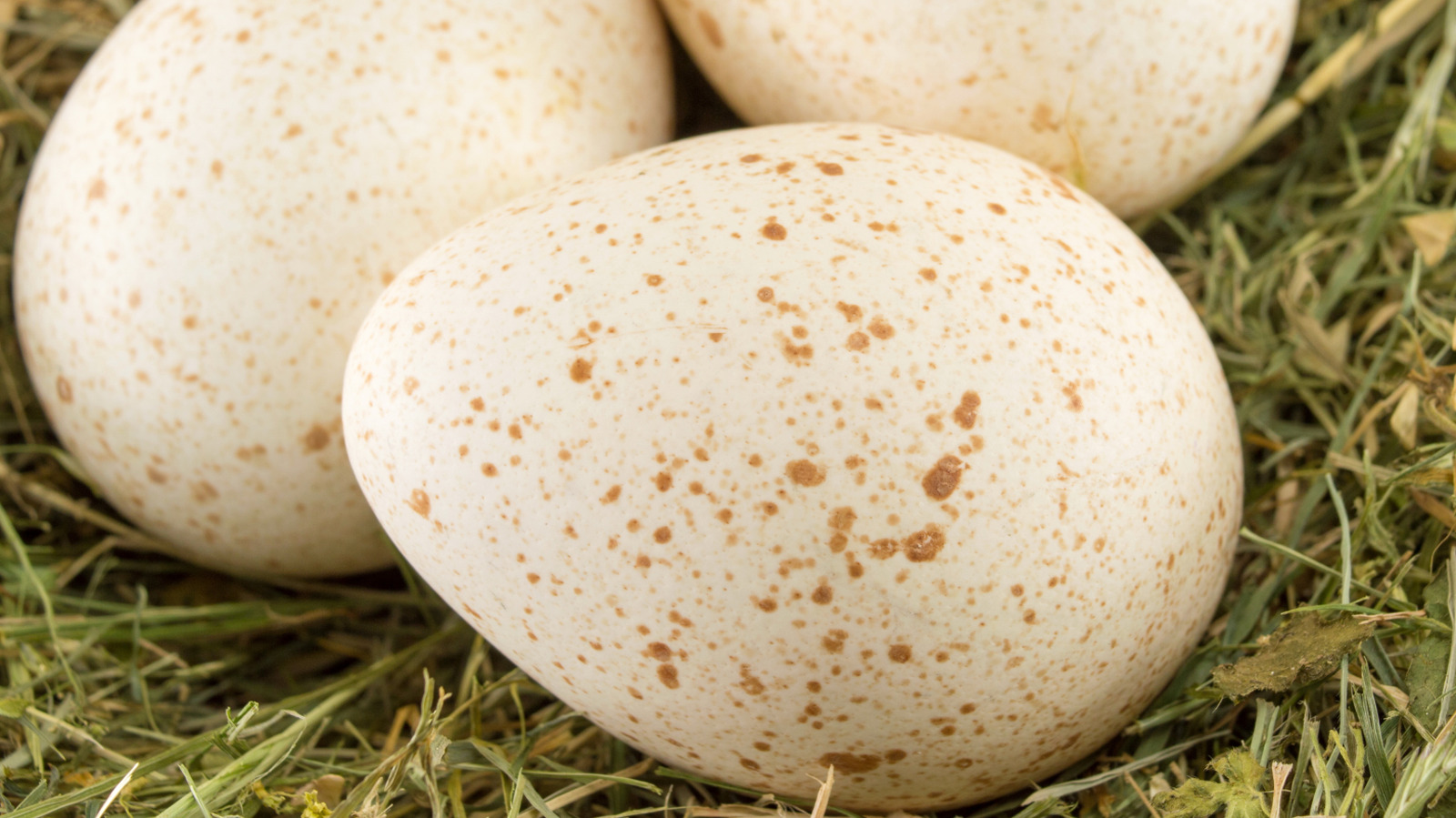 Why Don't We Eat Turkey Eggs?