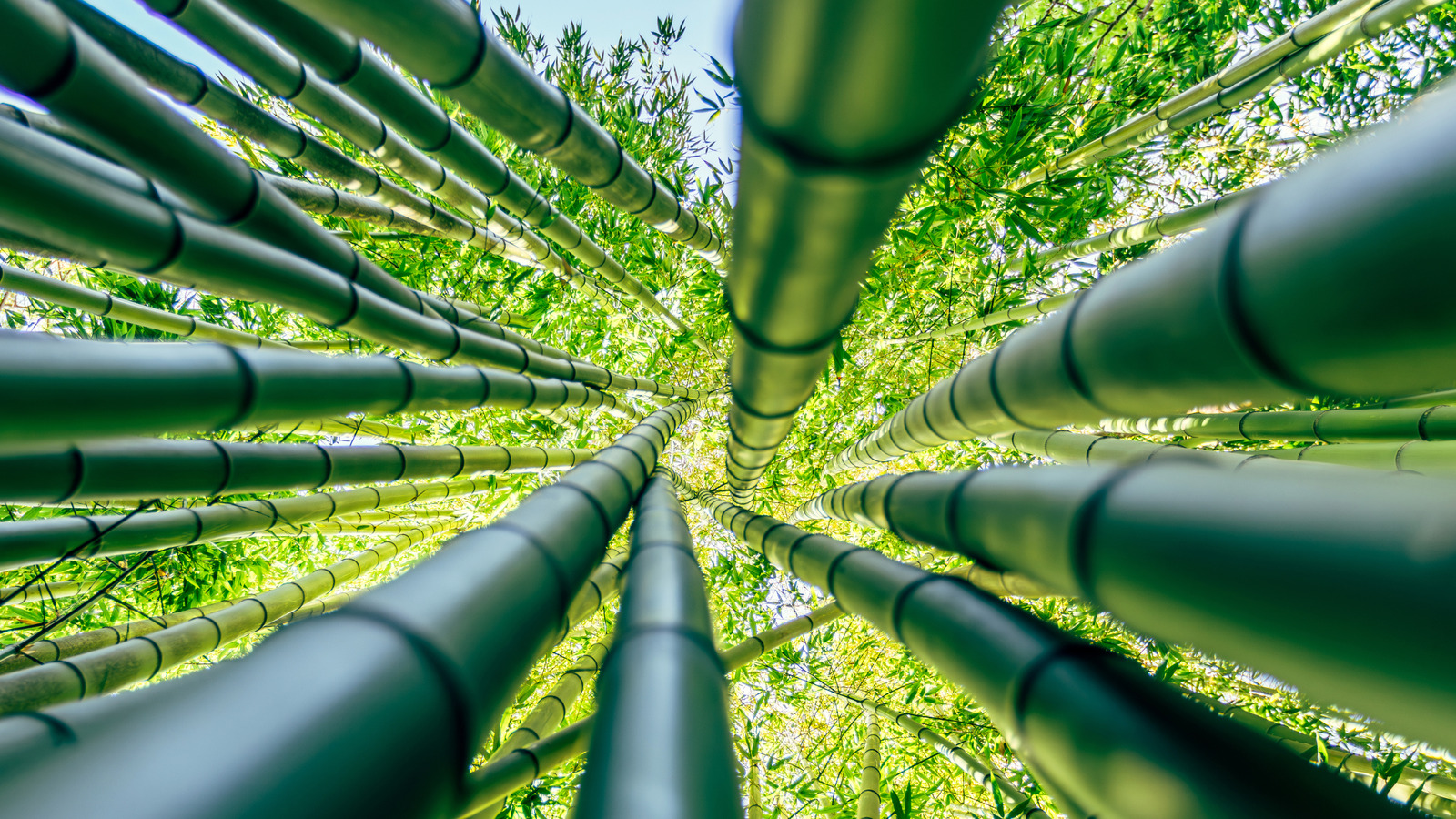 Why You Should Never Plant This Bamboo Right Next To Your House
