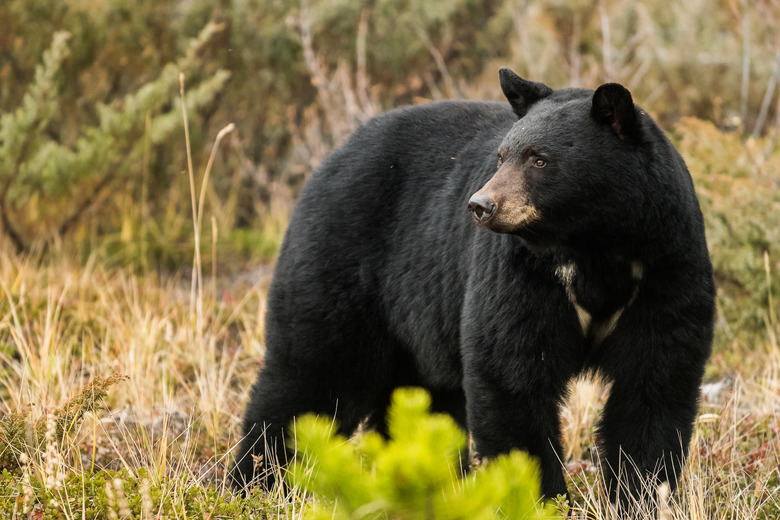 Animals In The Temperate Rainforest Biome | Sciencing