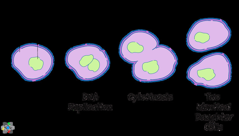 Binary Fission: Definition & Process Binary Fission: Definition & Process
