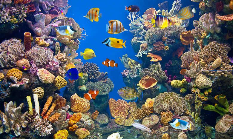 Definition Of An Aquatic Ecosystem | Sciencing
