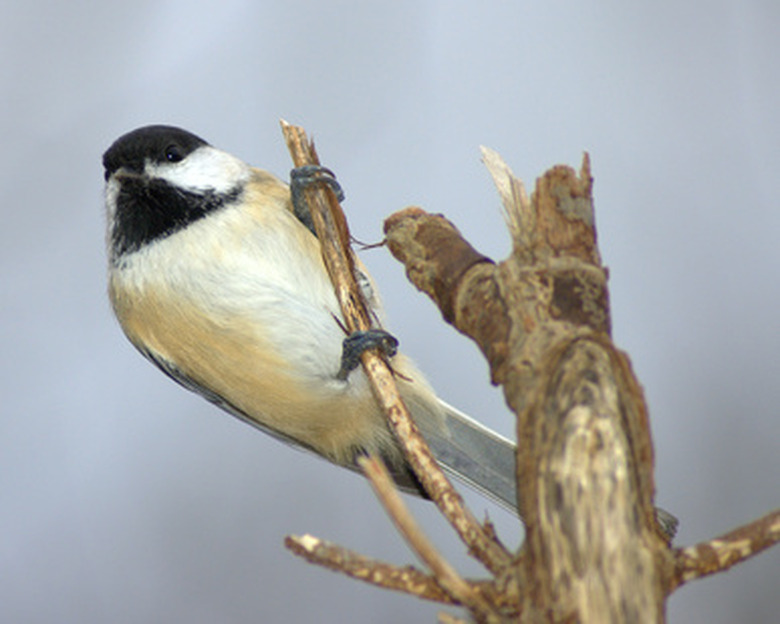 How To Distinguish A Male & Female Chickadee | Sciencing