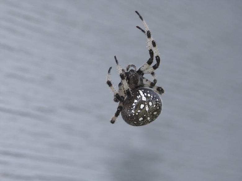 How To Identify Spiders With White Spots | Sciencing