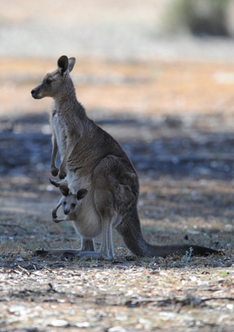 What Is A List Of Mammals With Pouches? | Sciencing