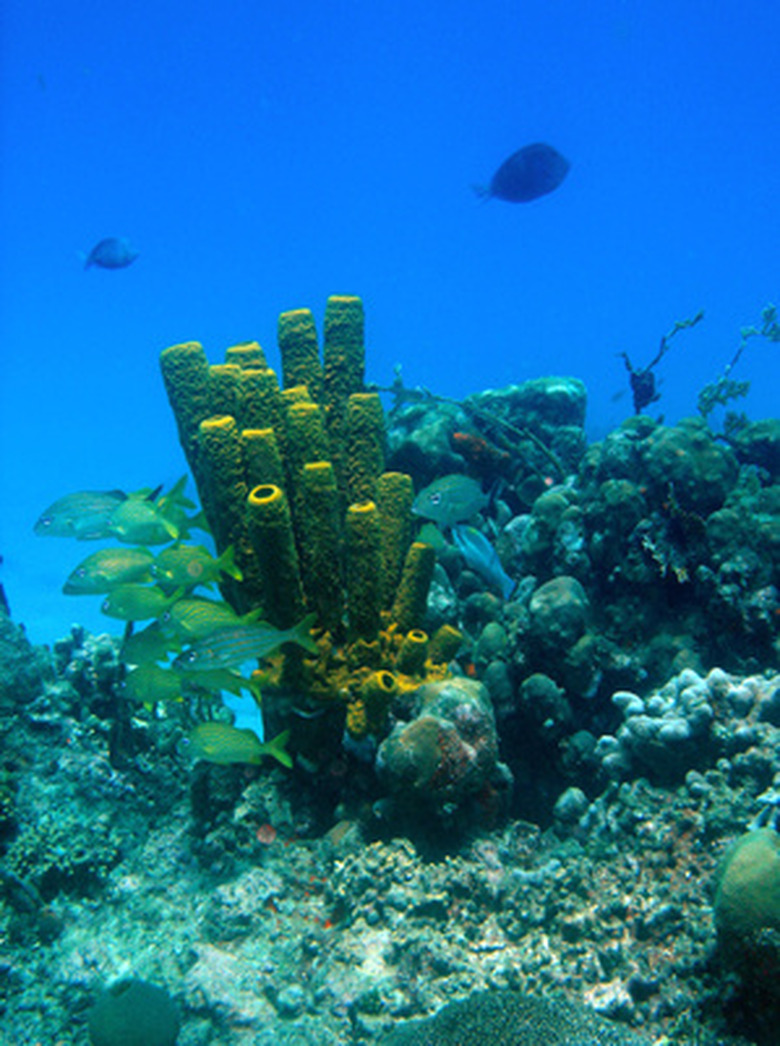 Plants In A Coral Reef | Sciencing