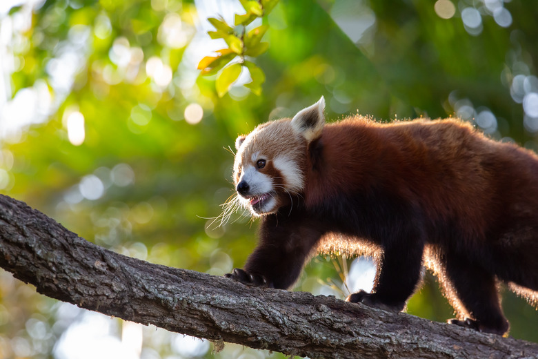 What Are The Red Panda's Adaptations?